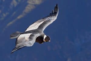Top 20 Birds With The Longest Wingspans - Facts.net
