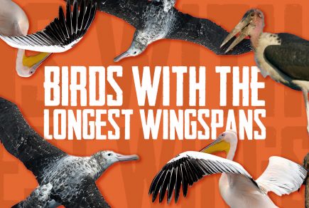 Top 20 Birds With The Longest Wingspans - Facts.net