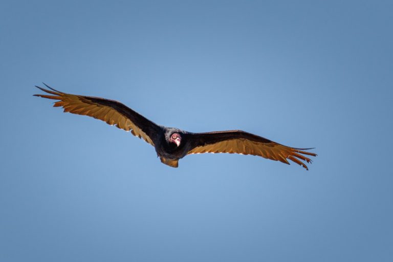Top 20 Birds With The Longest Wingspans - Facts.net