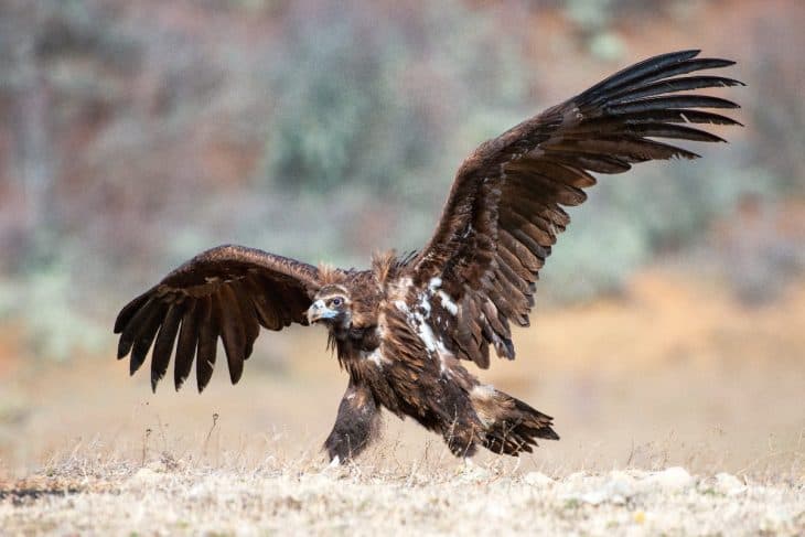 Top 20 Birds With The Longest Wingspans - Facts.net