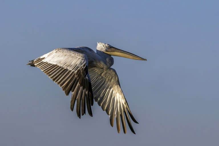 Top 20 Birds With The Longest Wingspans - Facts.net