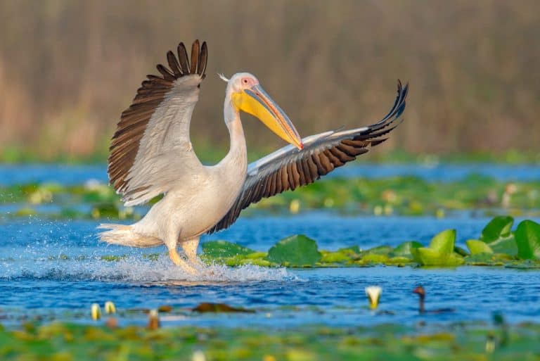 Top 20 Birds With The Longest Wingspans - Facts.net
