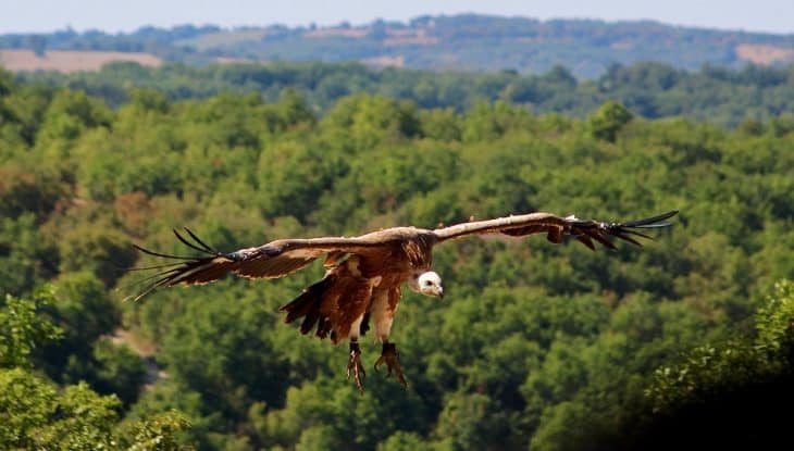 Top 20 Birds With The Longest Wingspans - Facts.net