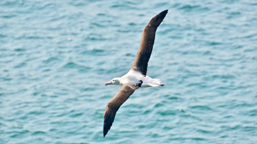 Top 20 Birds With The Longest Wingspans - Facts.net