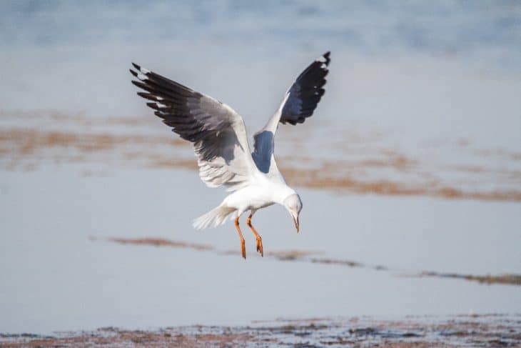 Top 20 Birds With The Longest Wingspans - Facts.net