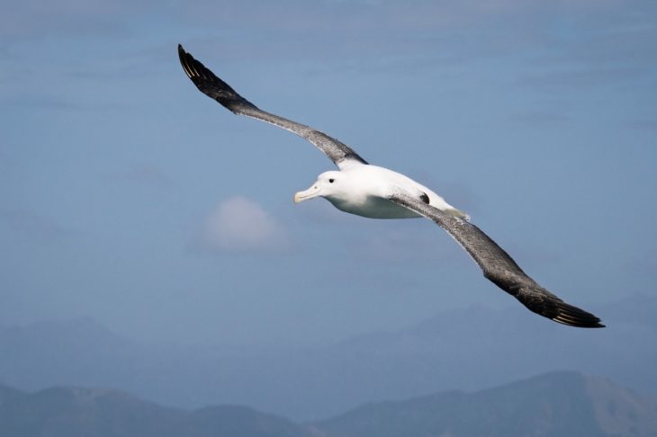 Top 20 Birds With The Longest Wingspans - Facts.net