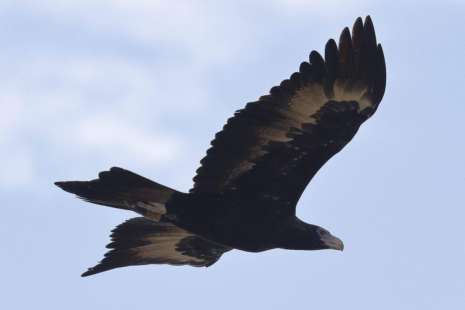 Top 20 Birds With The Longest Wingspans - Facts.net