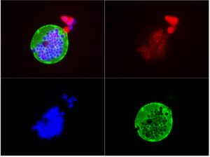 18 Important Facts About Cells - Facts.net