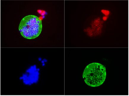 18 Important Facts About Cells - Facts.net