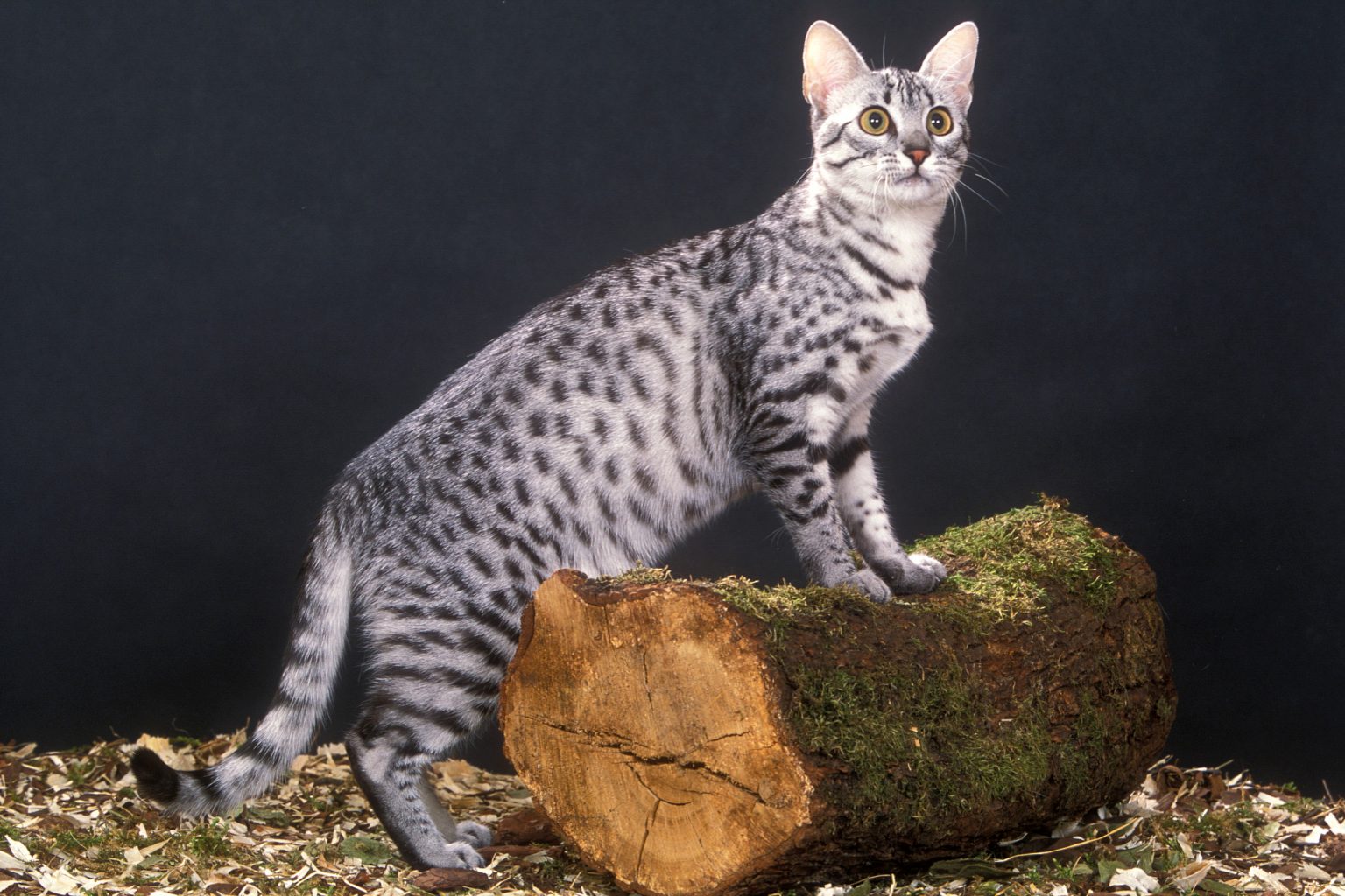 50 Cat Facts: Delving into the World of Cats - Facts.net