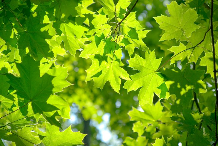 18 Fascinating Facts About Maple Trees: Nature's Timeless Beauties ...