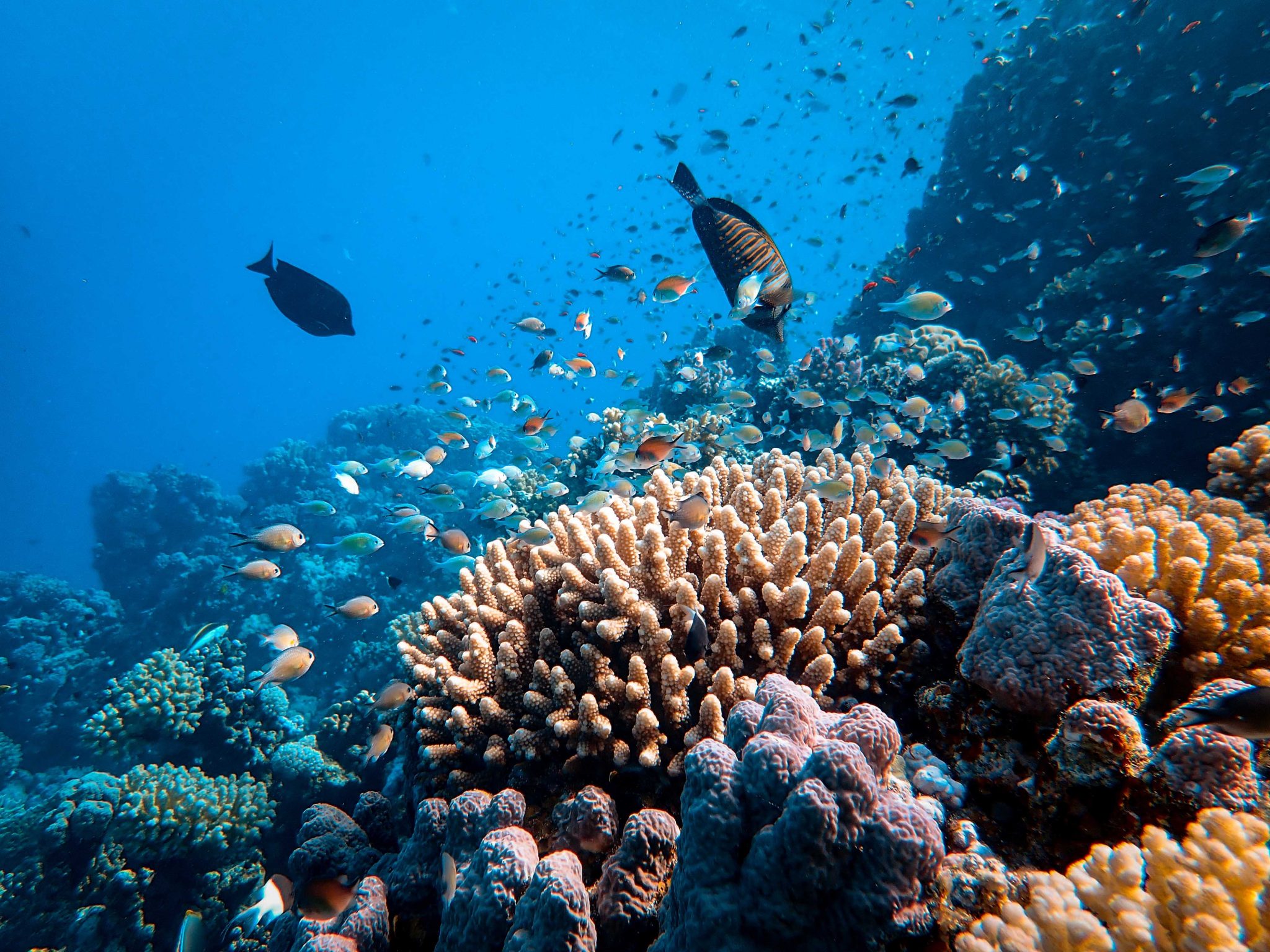 15 Red Sea Facts: Unveiling the Wonders of this Magnificent Marine ...