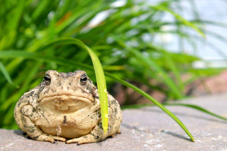 15 Fascinating Facts About Toads - Facts.net