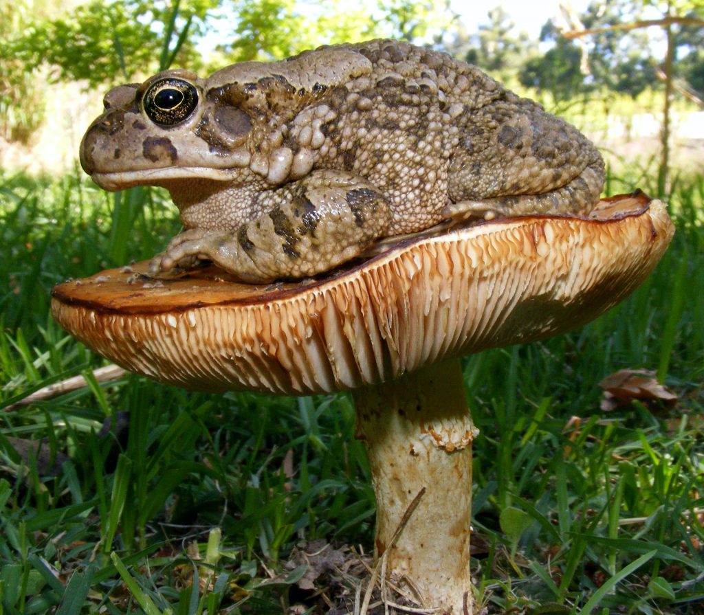 15 Fascinating Facts About Toads - Facts.net