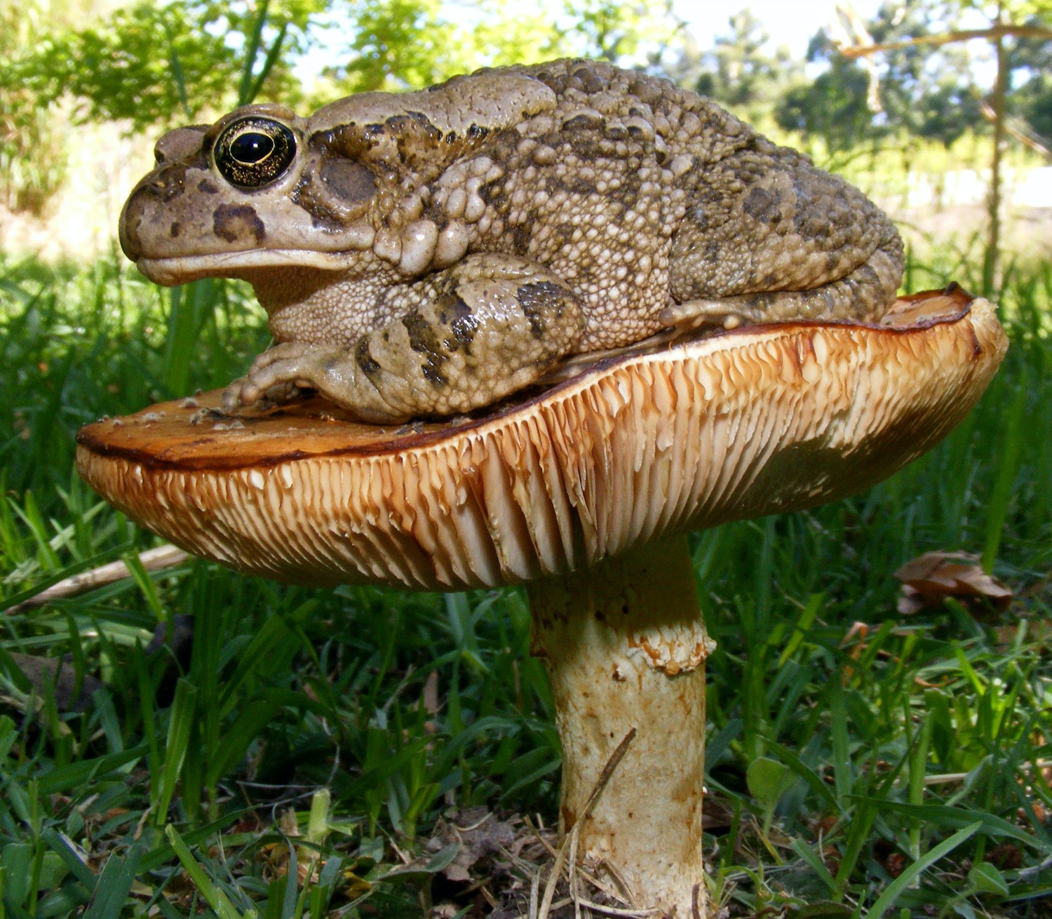 15 Fascinating Facts About Toads - Facts.net