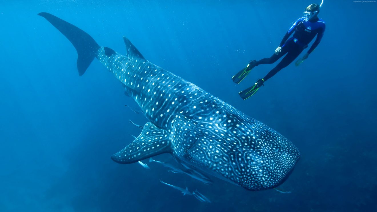 19 Fun Facts About Whale Sharks - Facts.net