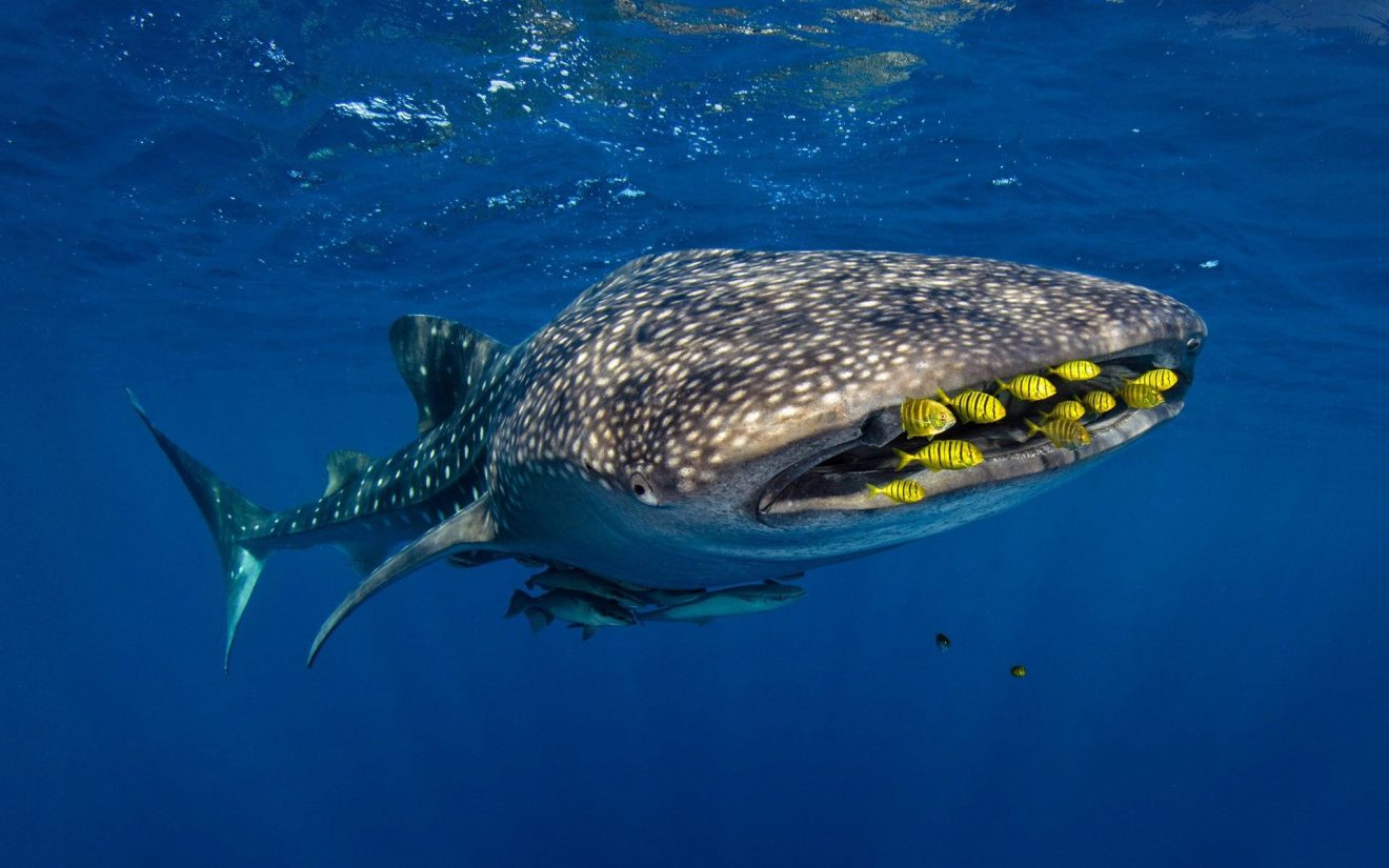19 Fun Facts About Whale Sharks - Facts.net