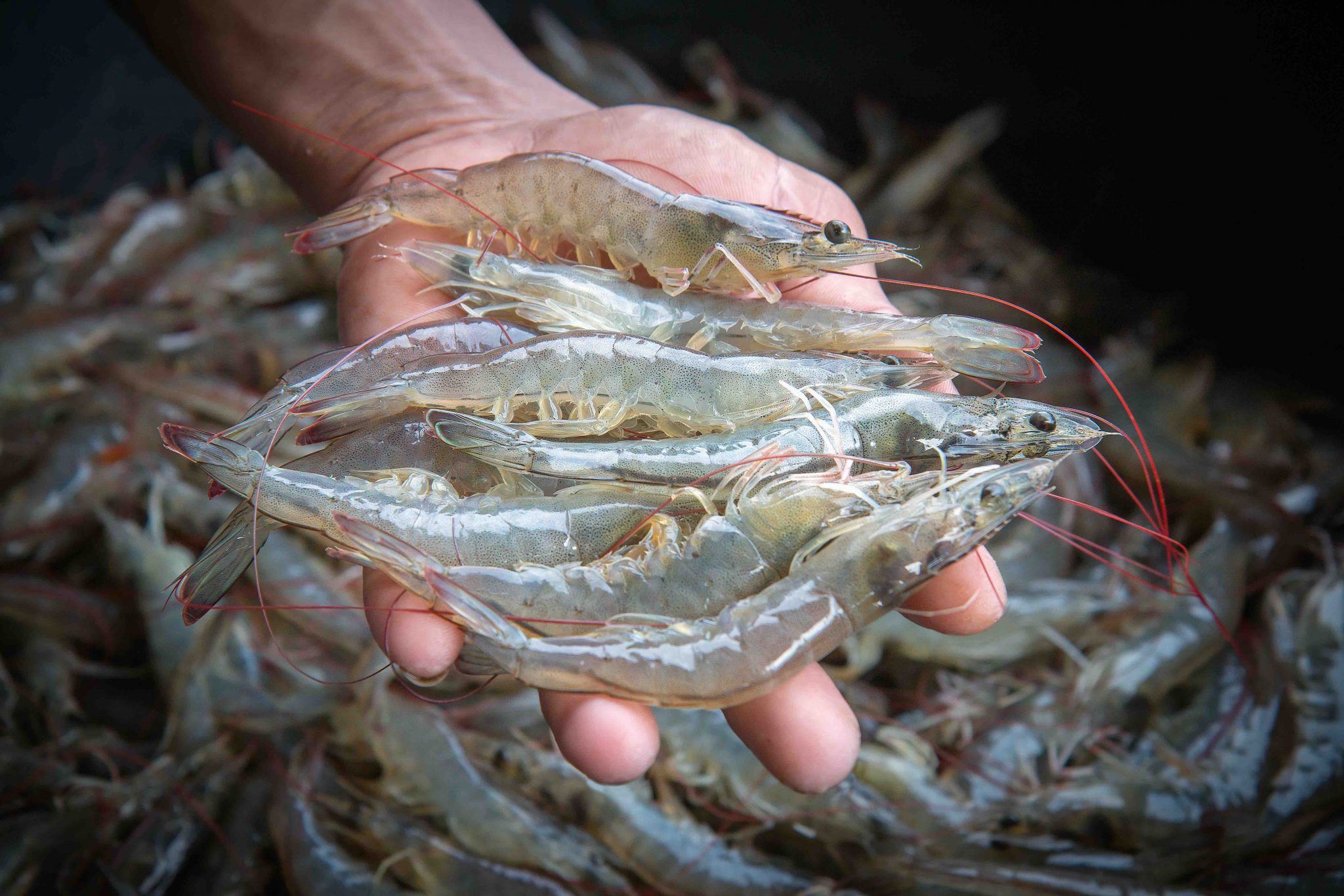 20 Facts About Shrimp You Never Knew - Facts.net