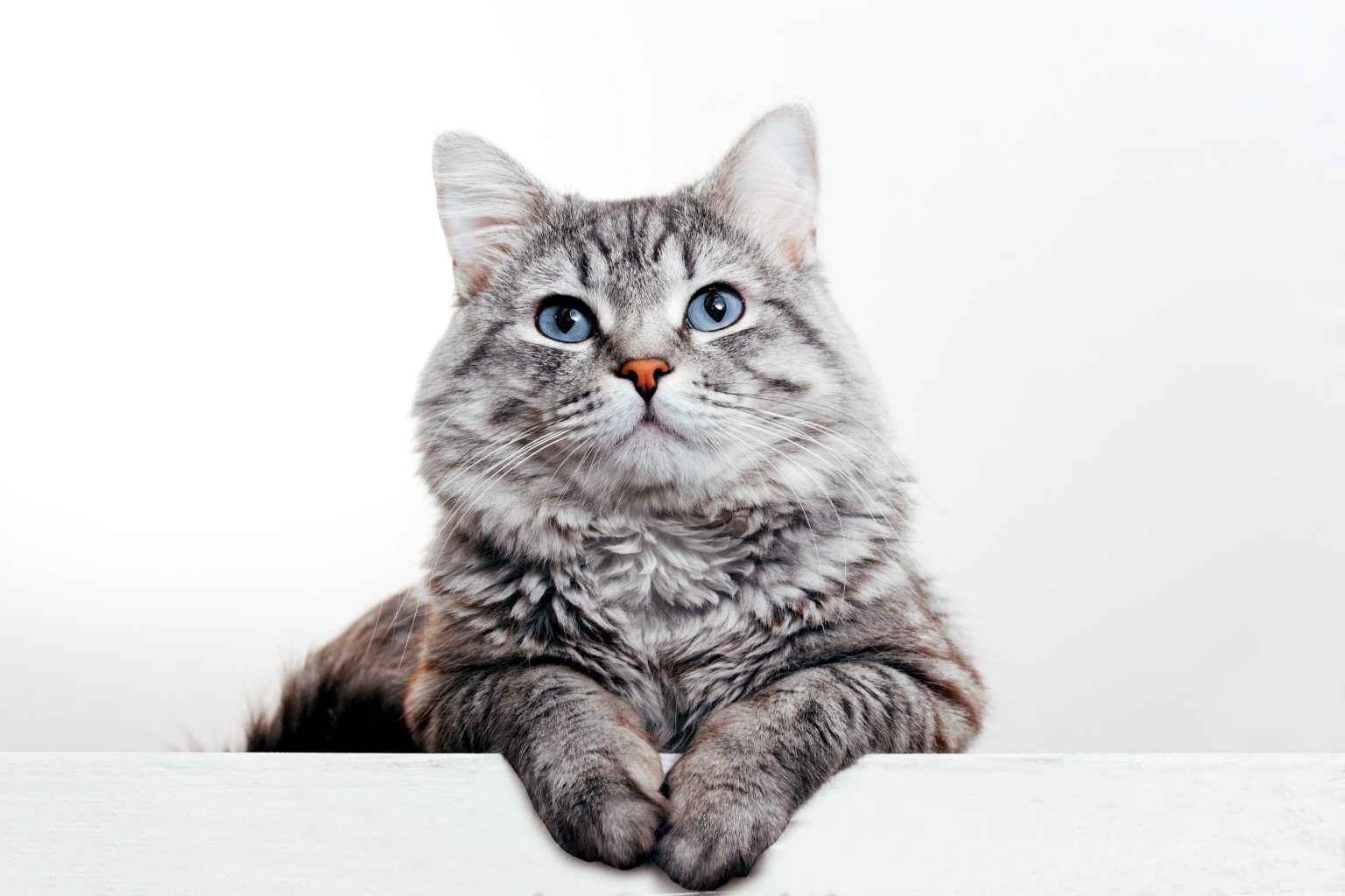 50 Cat Facts: Delving into the World of Cats - Facts.net