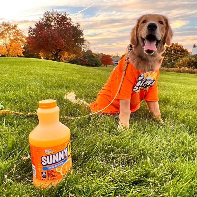 10 Sunny D Nutrition Facts: Nutritious Secrets of Sunny Delight - Facts.net