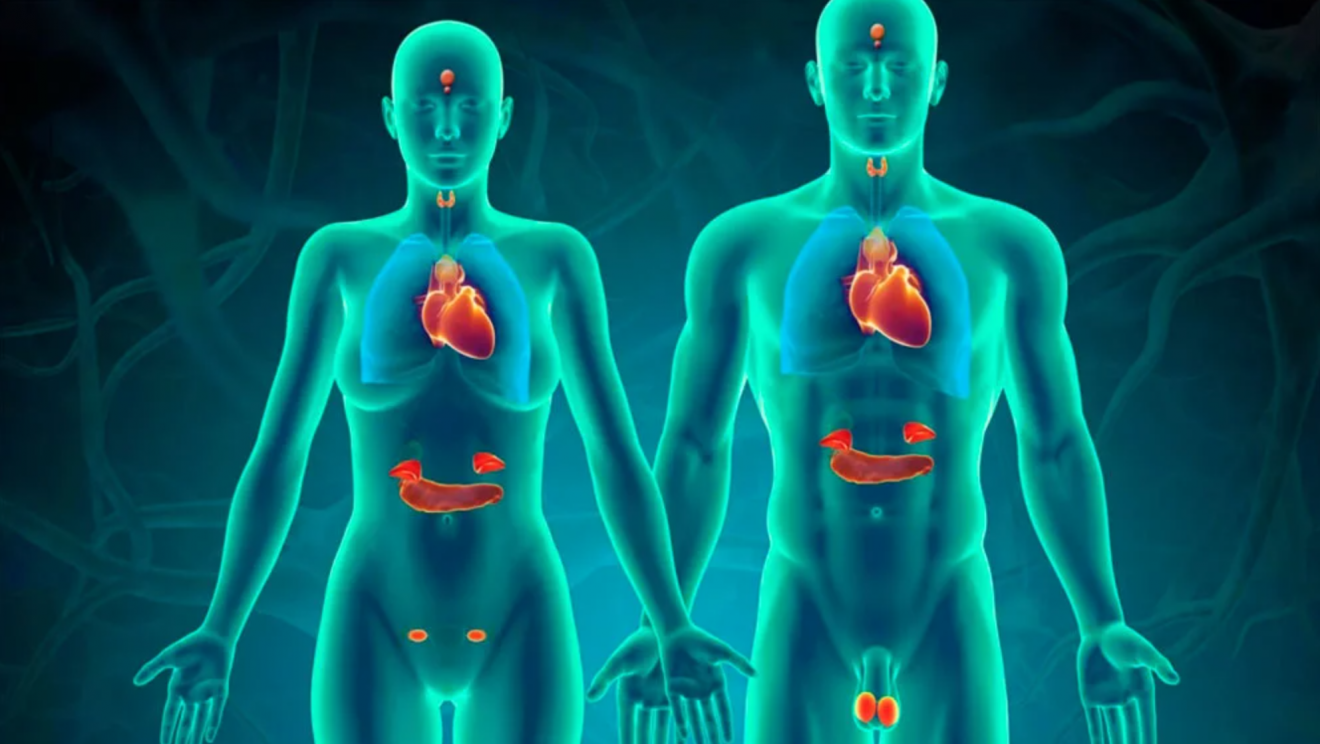 11 Fun Facts About The Endocrine System You Should Know Facts
