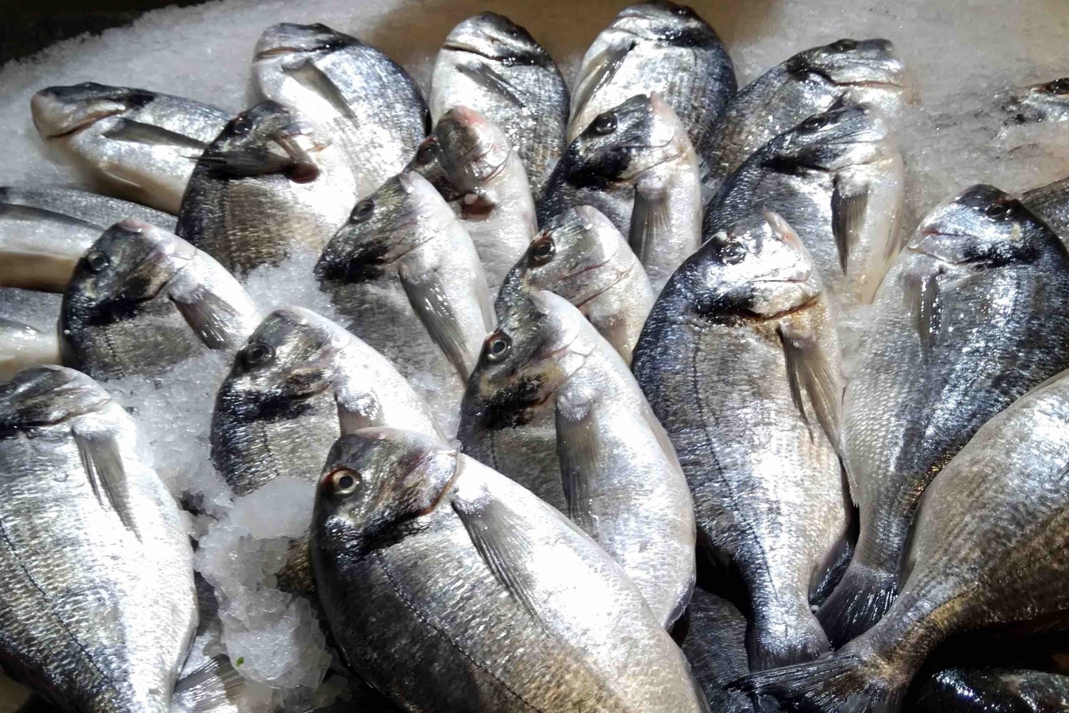 18 Fishing Facts You Never Knew - Facts.net