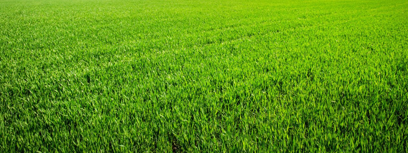 20 Facts About Grass: Explore the Green Carpet of Nature - Facts.net