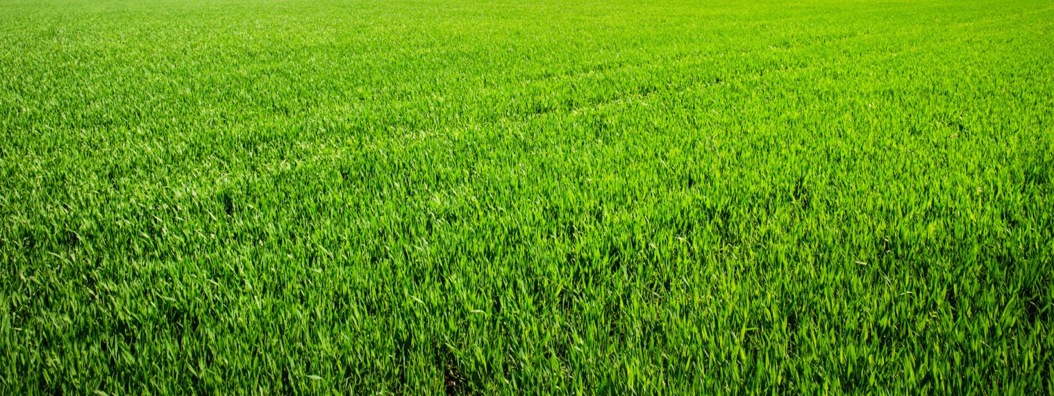 20 Facts About Grass: Explore the Green Carpet of Nature - Facts.net