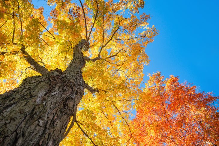 18 Fascinating Facts About Maple Trees: Nature's Timeless Beauties ...