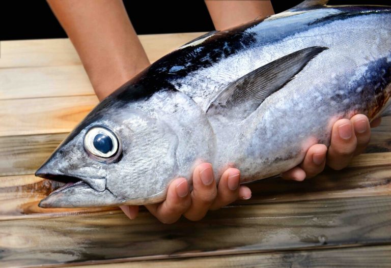 18 Fishing Facts You Never Knew - Facts.net