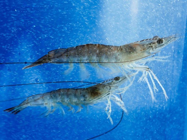 20 Facts About Shrimp You Never Knew - Facts.net