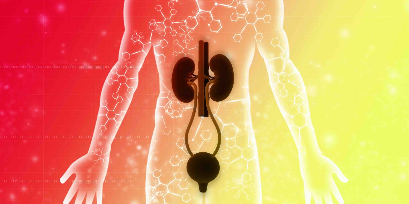 The Body's Unsung Hero: 15 Facts About the Excretory System - Facts.net