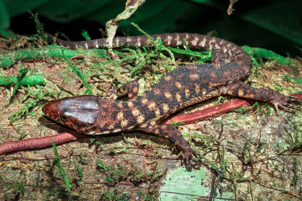 19 Interesting Yellow Spotted Lizard Facts - Facts.net