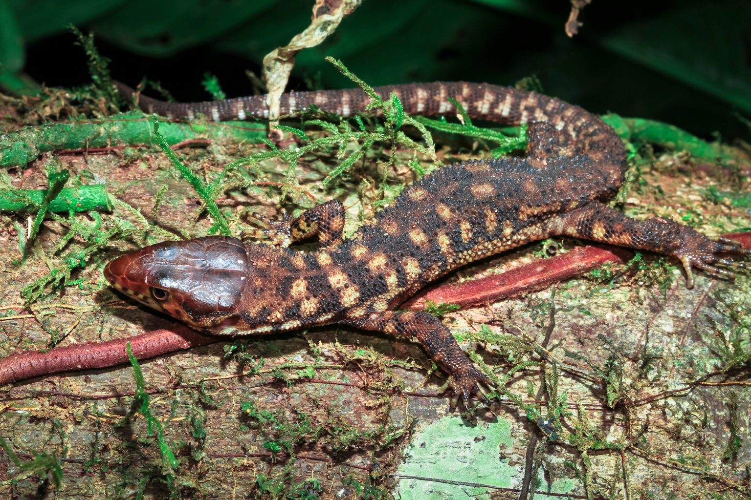 19 Interesting Yellow Spotted Lizard Facts - Facts.net