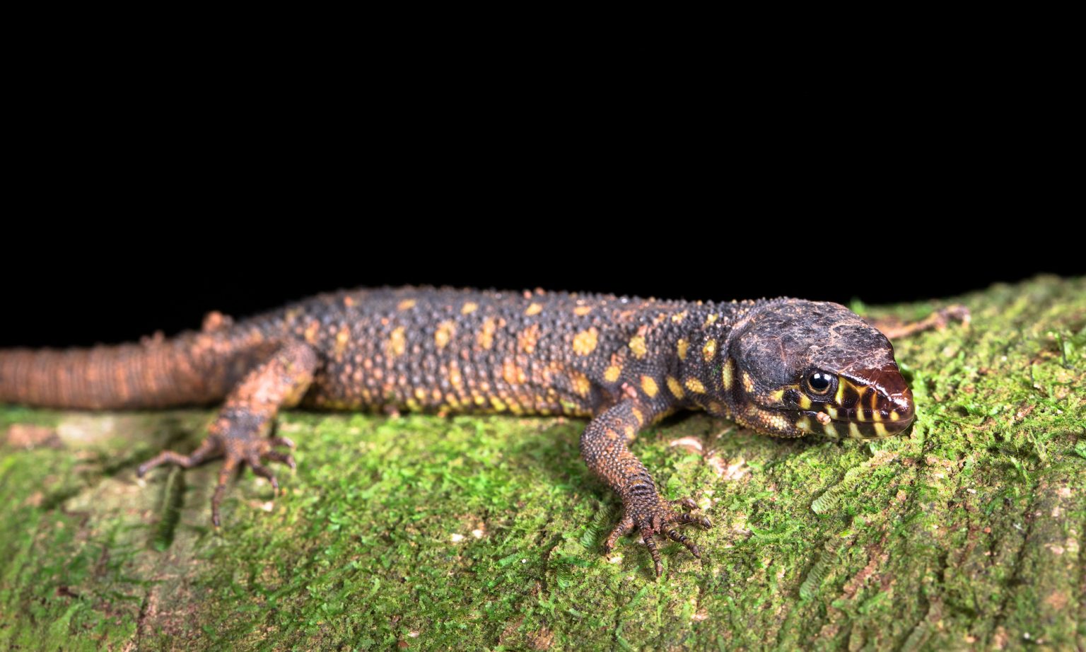 19 Interesting Yellow Spotted Lizard Facts - Facts.net