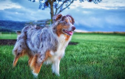 20 Unbelievable Facts About Australian Cattle Dog - Facts.net