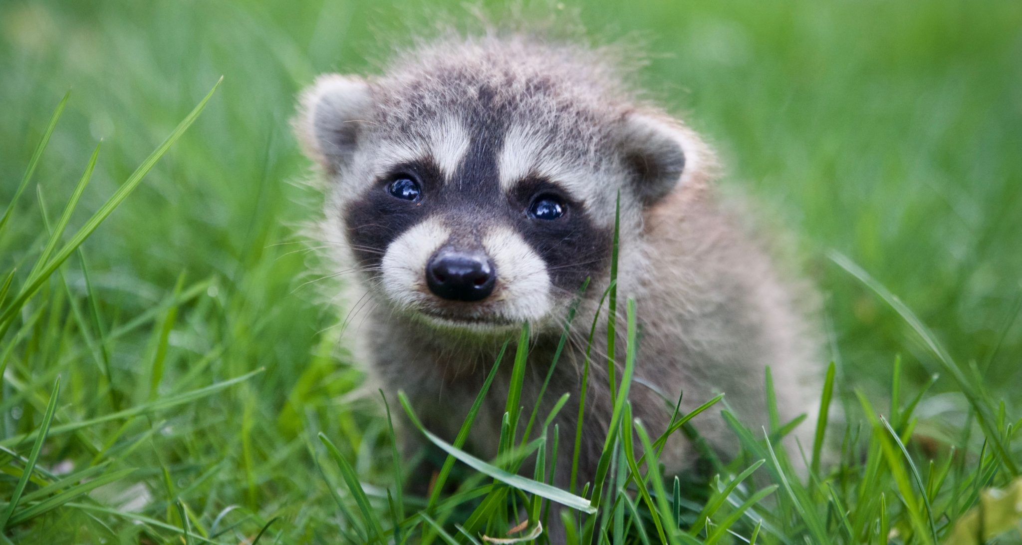 10 Amazing Baby Raccoons Facts - Facts.net