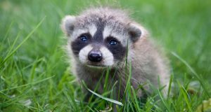 10 Amazing Baby Raccoons Facts - Facts.net