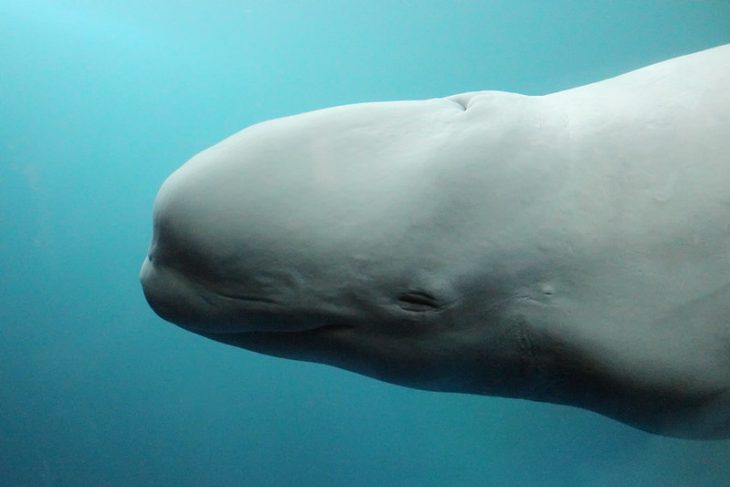 10 Fun Facts About Beluga Whales – XNCUC