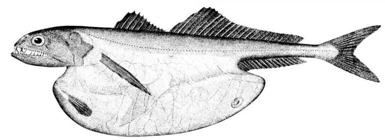 Black Swallower Fish: 19 Fascinating Facts about this Deep-Sea Marvel ...