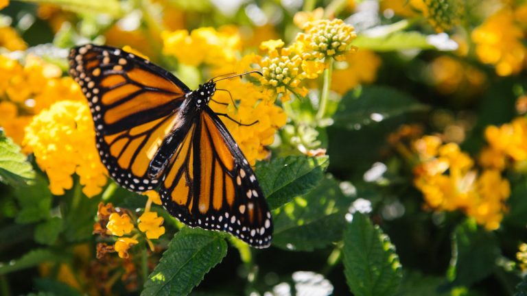 11 Spring Fun Facts - Facts.net