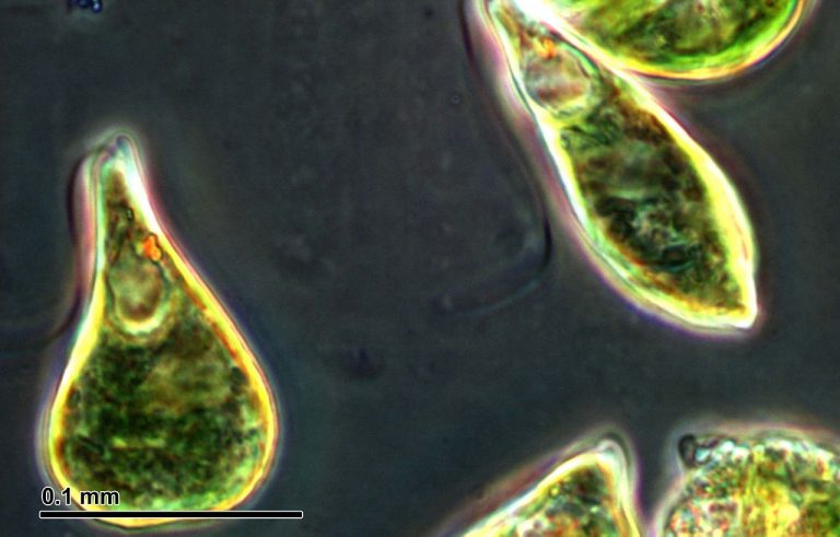 19 Fascinating Facts About Euglena: Exploring the Wonders of Nature ...