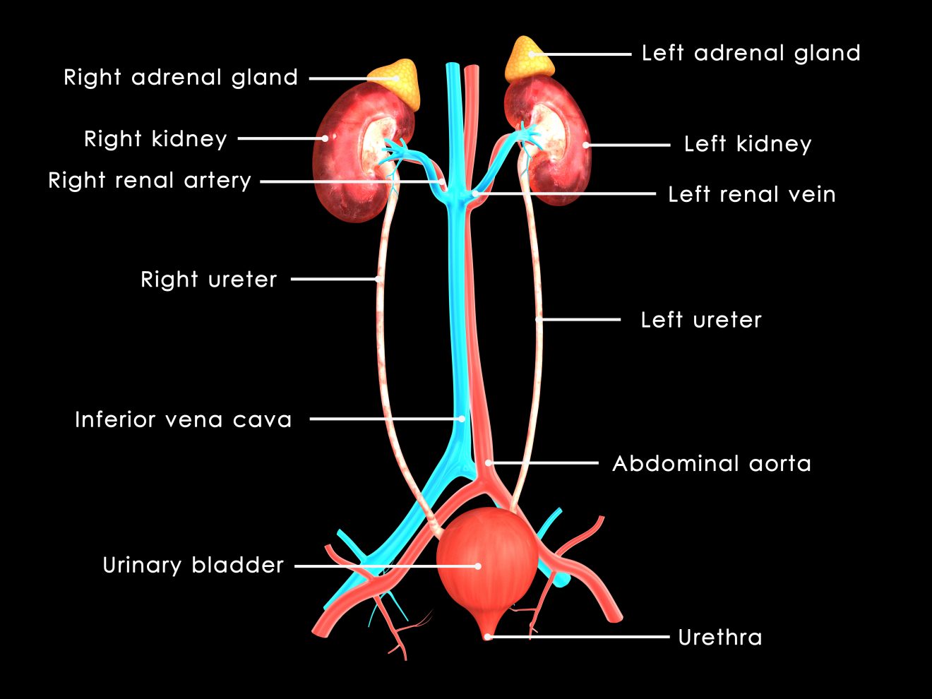 19 Urinary System Facts: Importance of the Body's Filtering and Waste ...