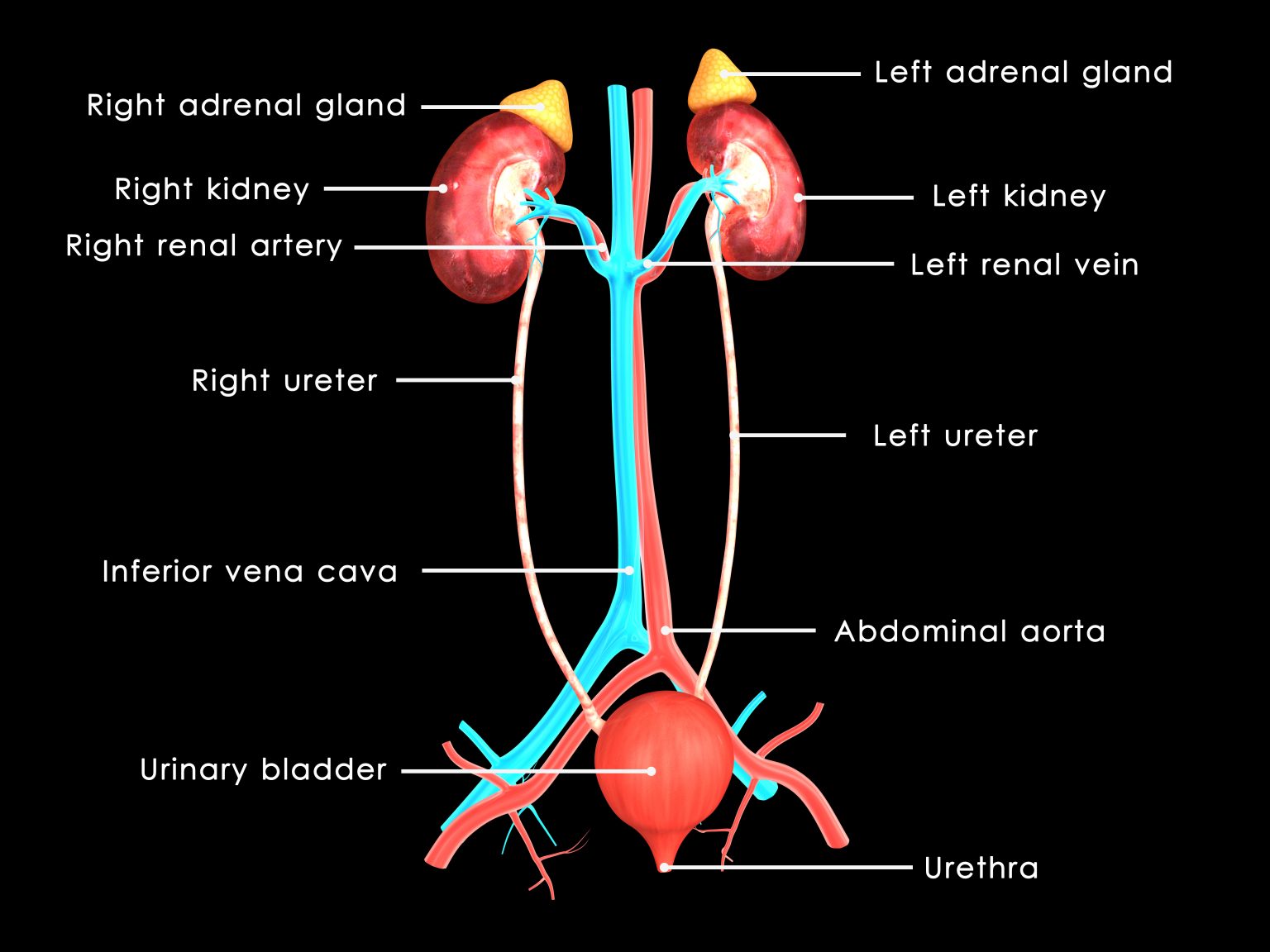19 Urinary System Facts: Importance of the Body's Filtering and Waste ...
