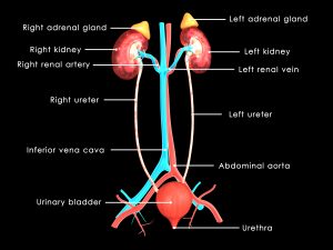 19 Urinary System Facts: Importance of the Body's Filtering and Waste ...