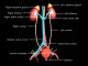 19 Urinary System Facts: Importance of the Body's Filtering and Waste ...