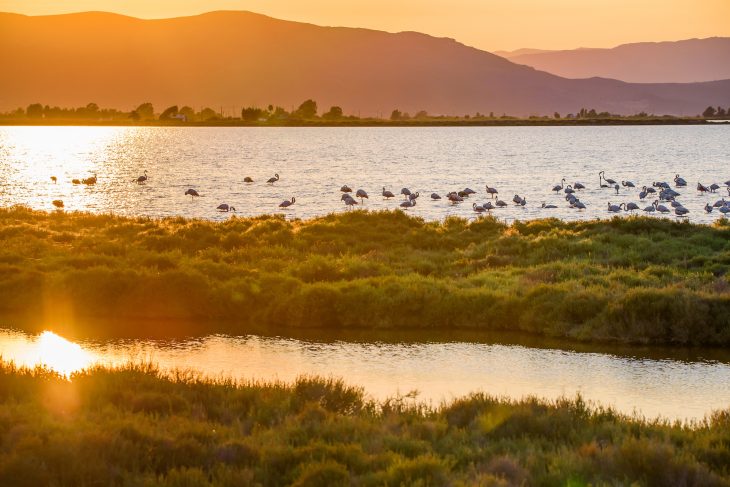 15 Facts About Deltas: Unveiling the Marvels of River Diversification ...