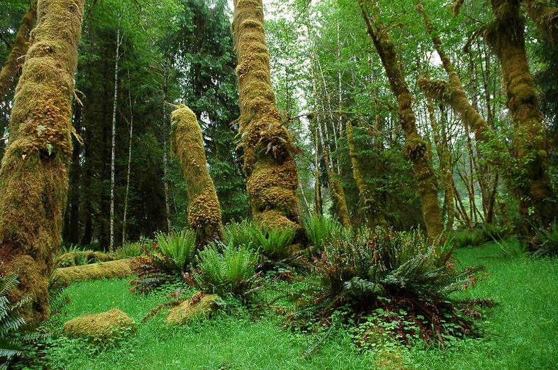 Forest Facts: 12 Intriguing Insights into the Beauty and Importance of ...