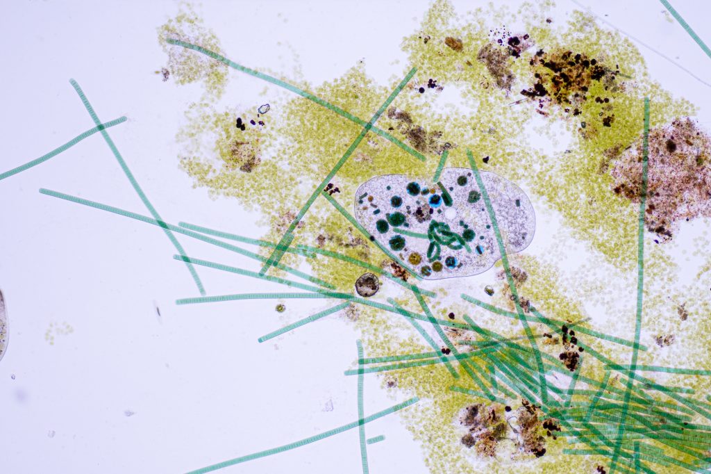 18 Fascinating Facts About Protists - Facts.net