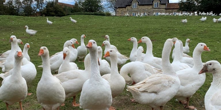 19 Fascinating Facts About Geese - Facts.net